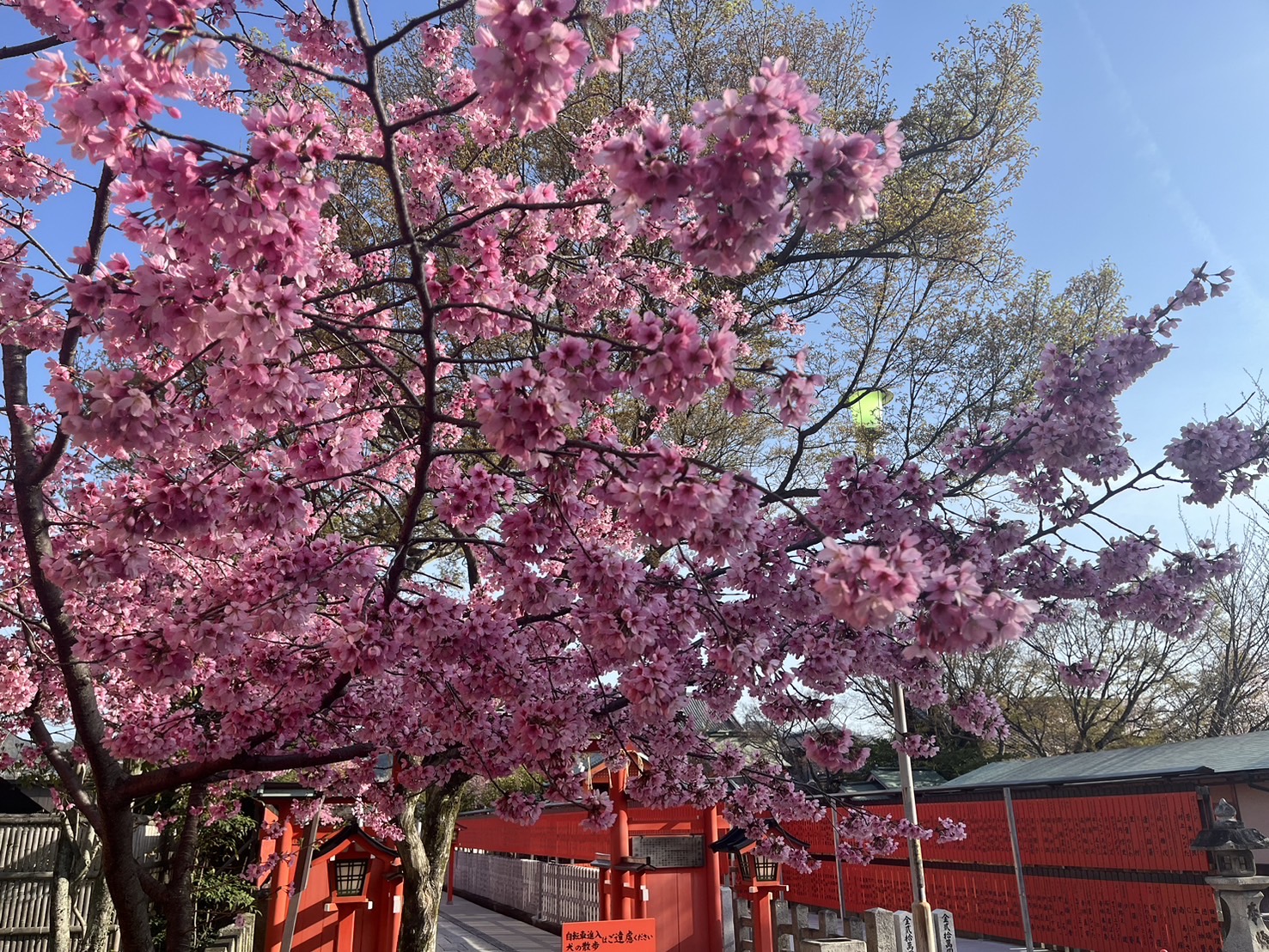 待ち遠しかった春の訪れ ：大阪市平野区の児童デイサービス・ヘルパーステーション｜WILLCARE（ウィルケア）